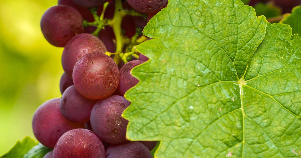 Parókia – Az igazi szőlőtő